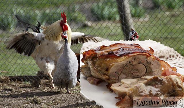 Pantarka to nie tylko plotkarka